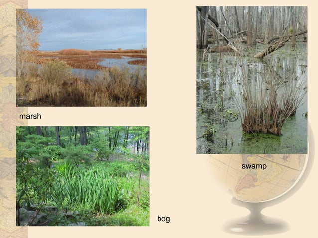 Biomes freshwater | PPT