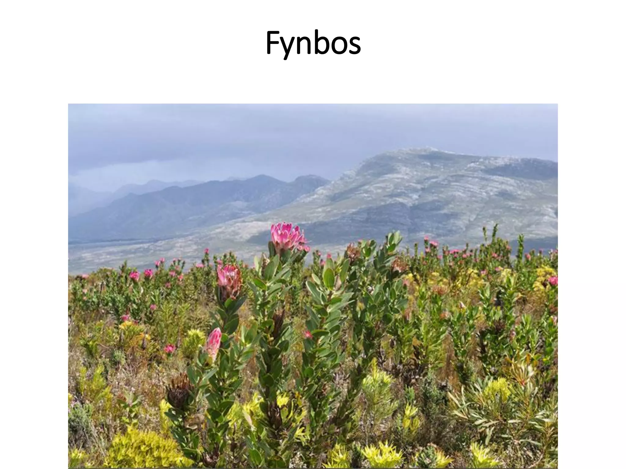 Biomes of SA Moodle.pdf