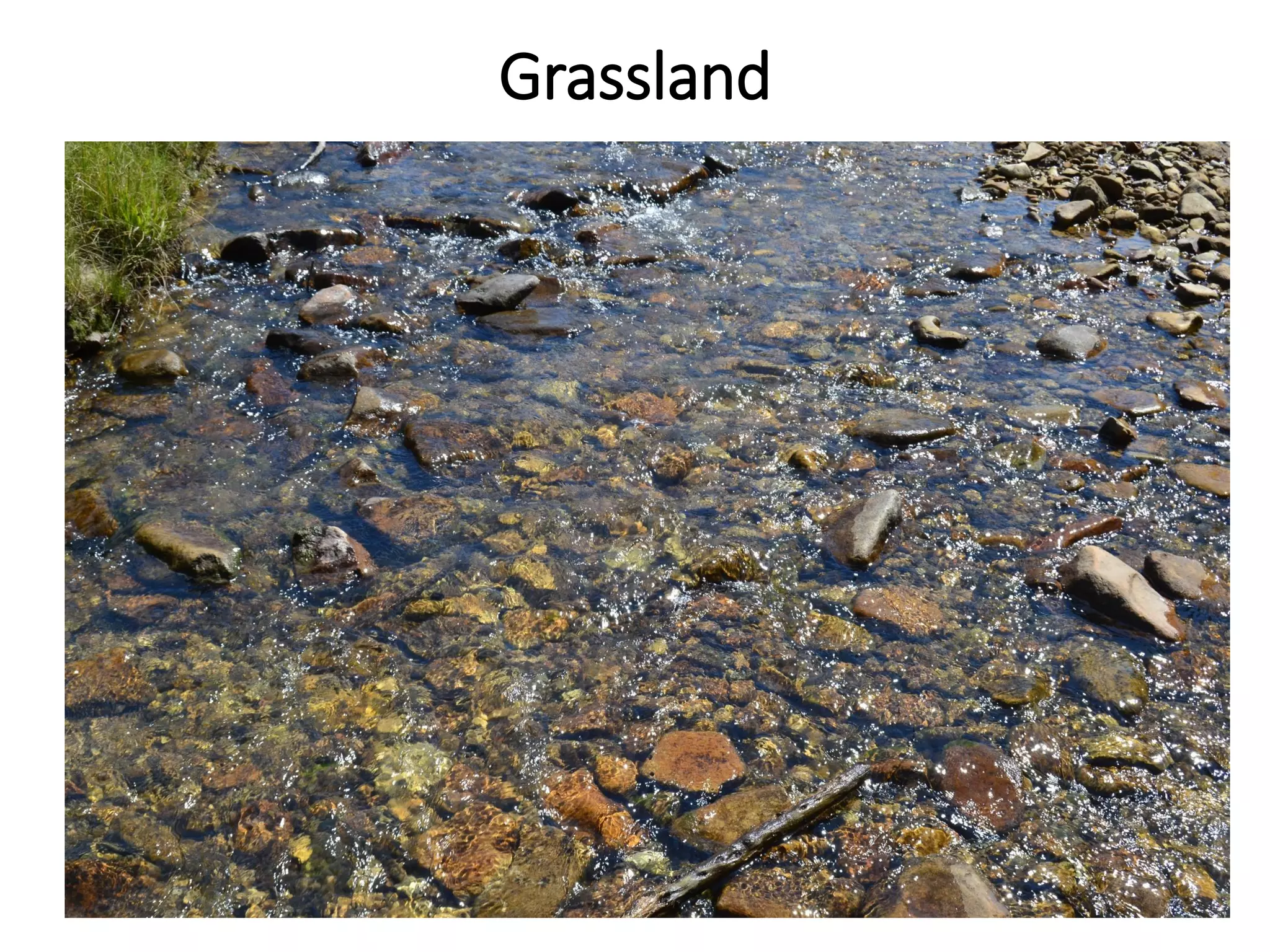 Biomes of SA Moodle.pdf