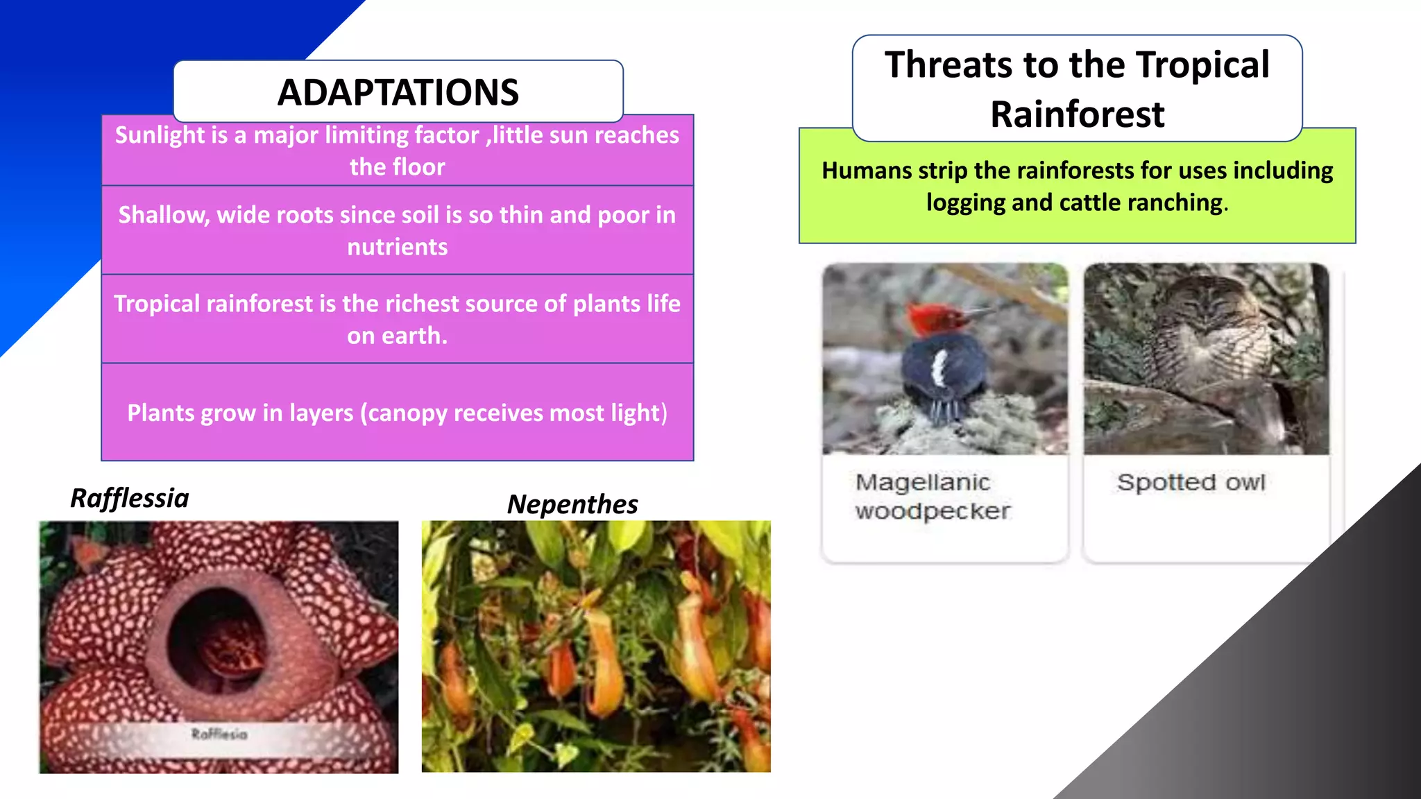 MAJOR BIOMES OF WORLD | PPTX