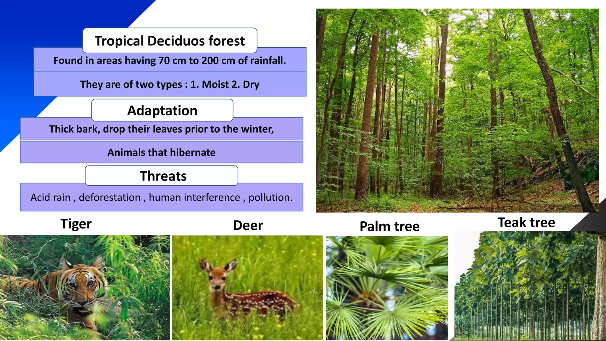 MAJOR BIOMES OF WORLD | PPTX