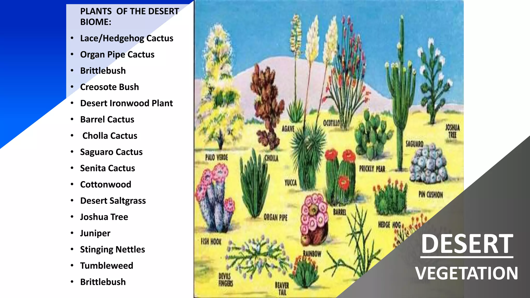 MAJOR BIOMES OF WORLD | PPTX