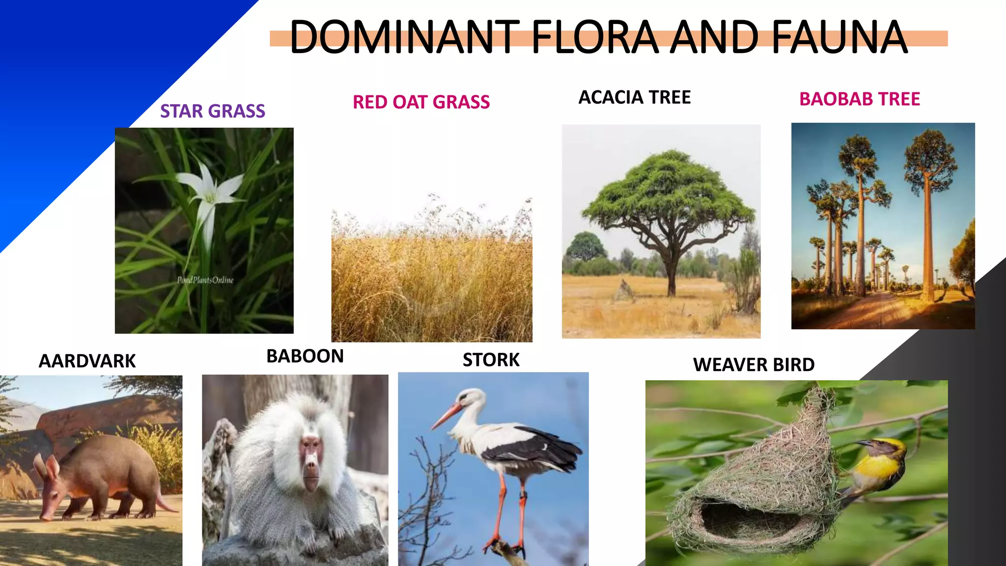 MAJOR BIOMES OF WORLD | PPTX