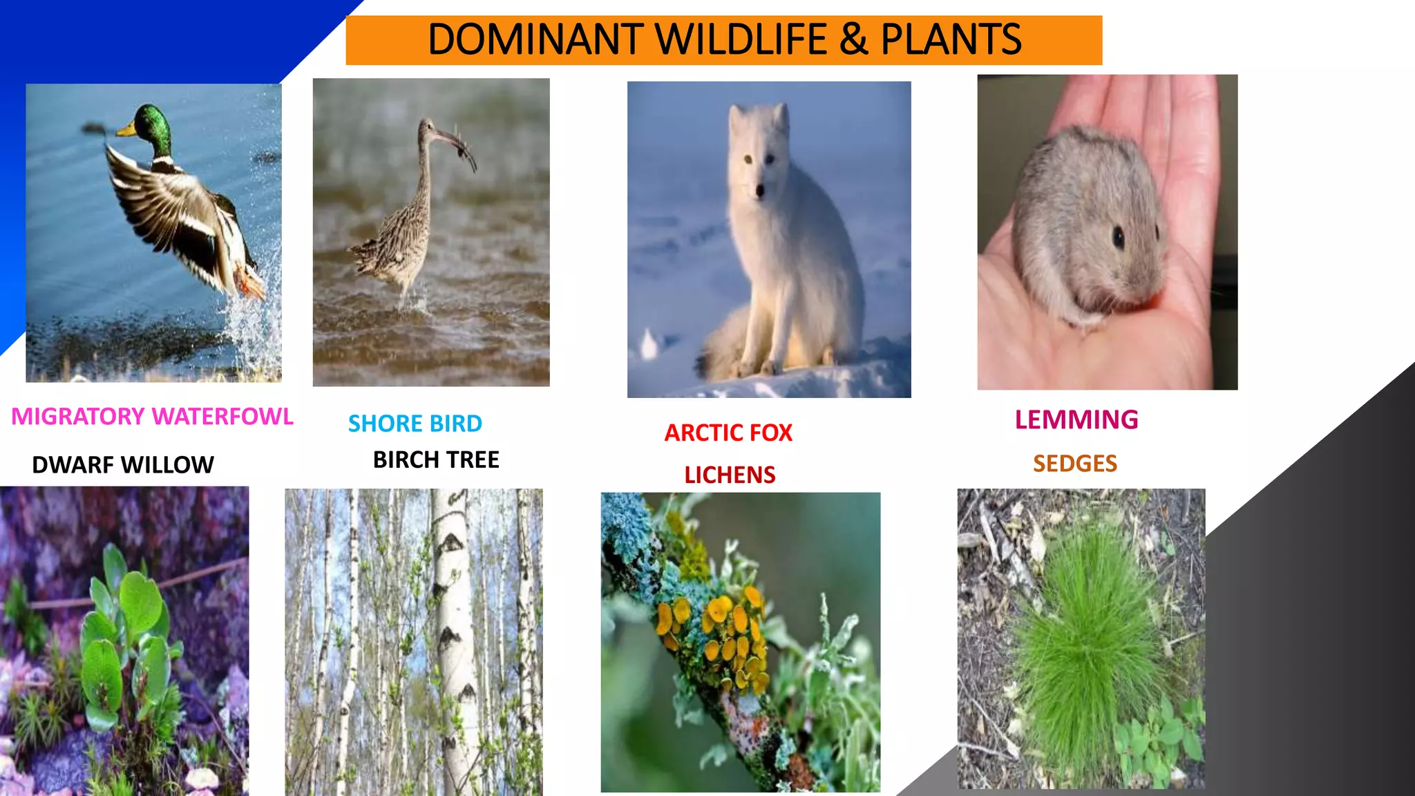 MAJOR BIOMES OF WORLD | PPTX