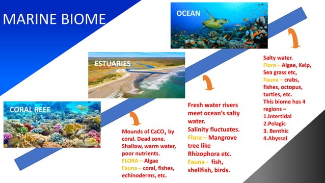 MAJOR BIOMES OF WORLD | PPTX