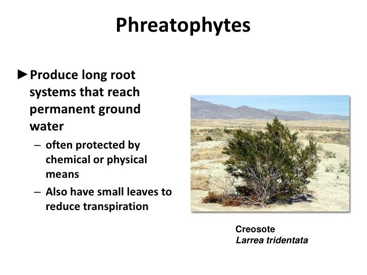 Phreatophytes Weld Farmers Welcome Study Aimed At 80 Billion Gallon