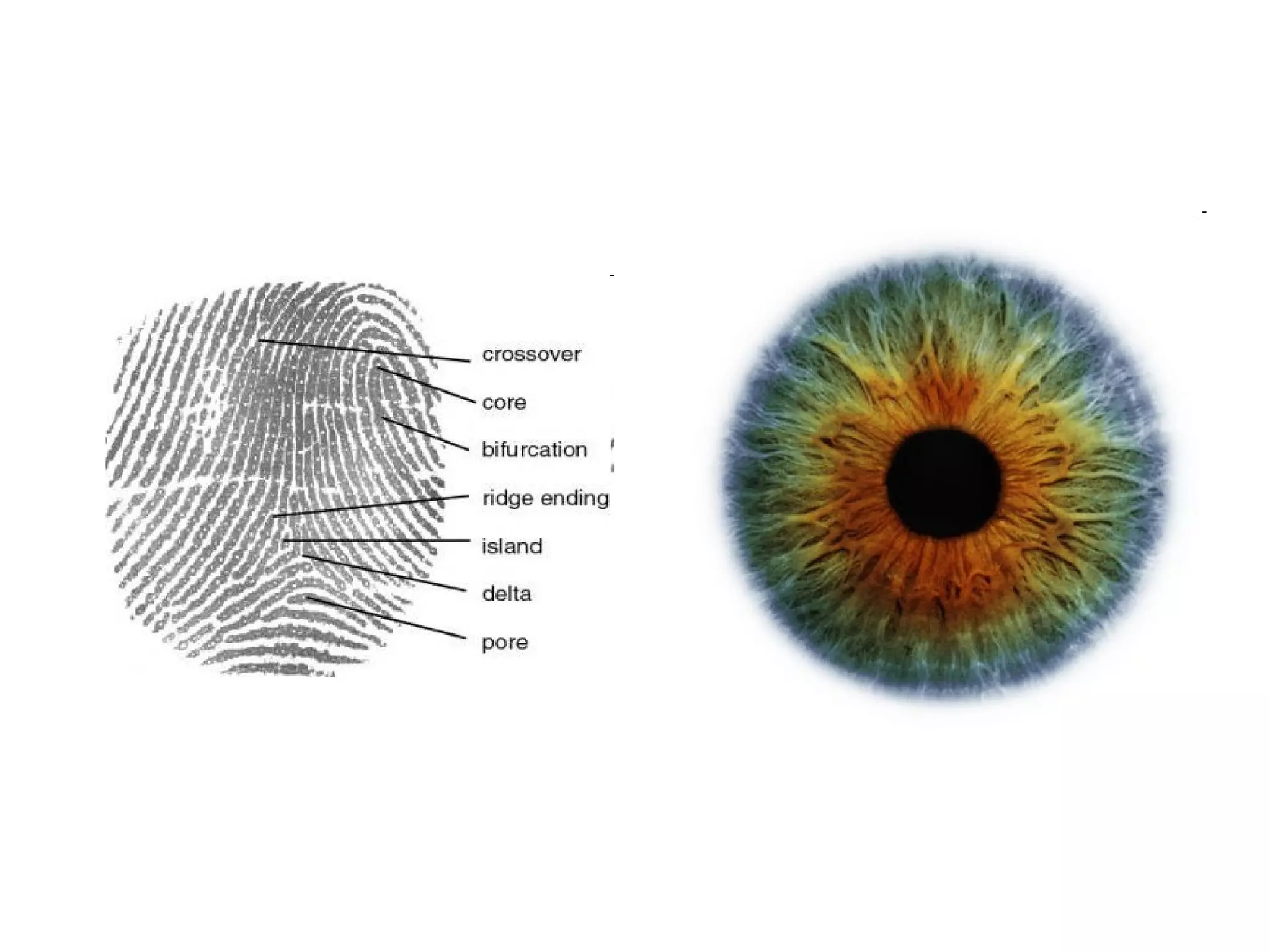 Biometric encryption | PPT