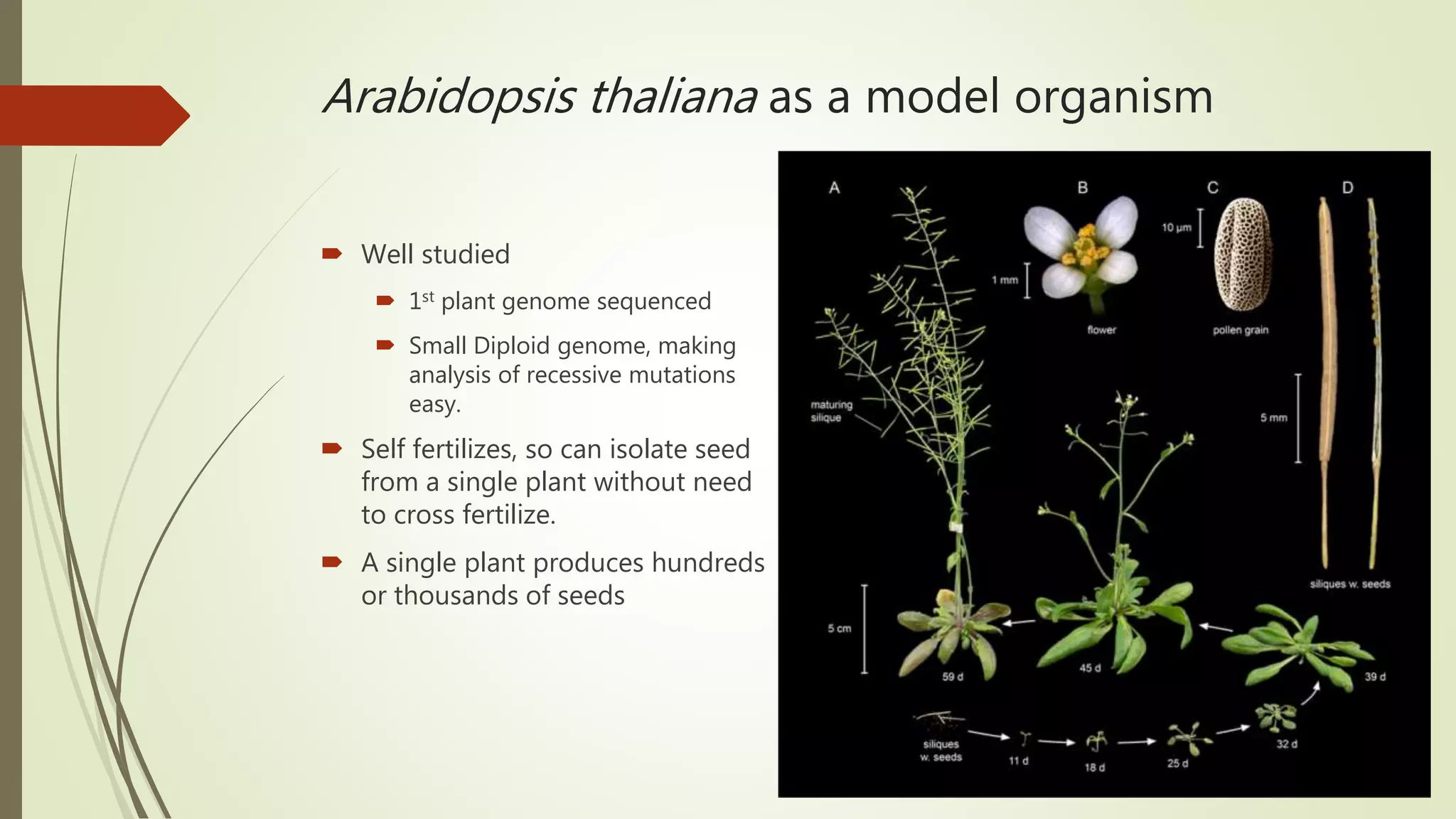 Biometrics project arabidopsis thaliana | PPTX