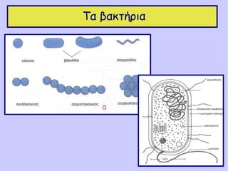 Μικροοργανισμοί | ODP