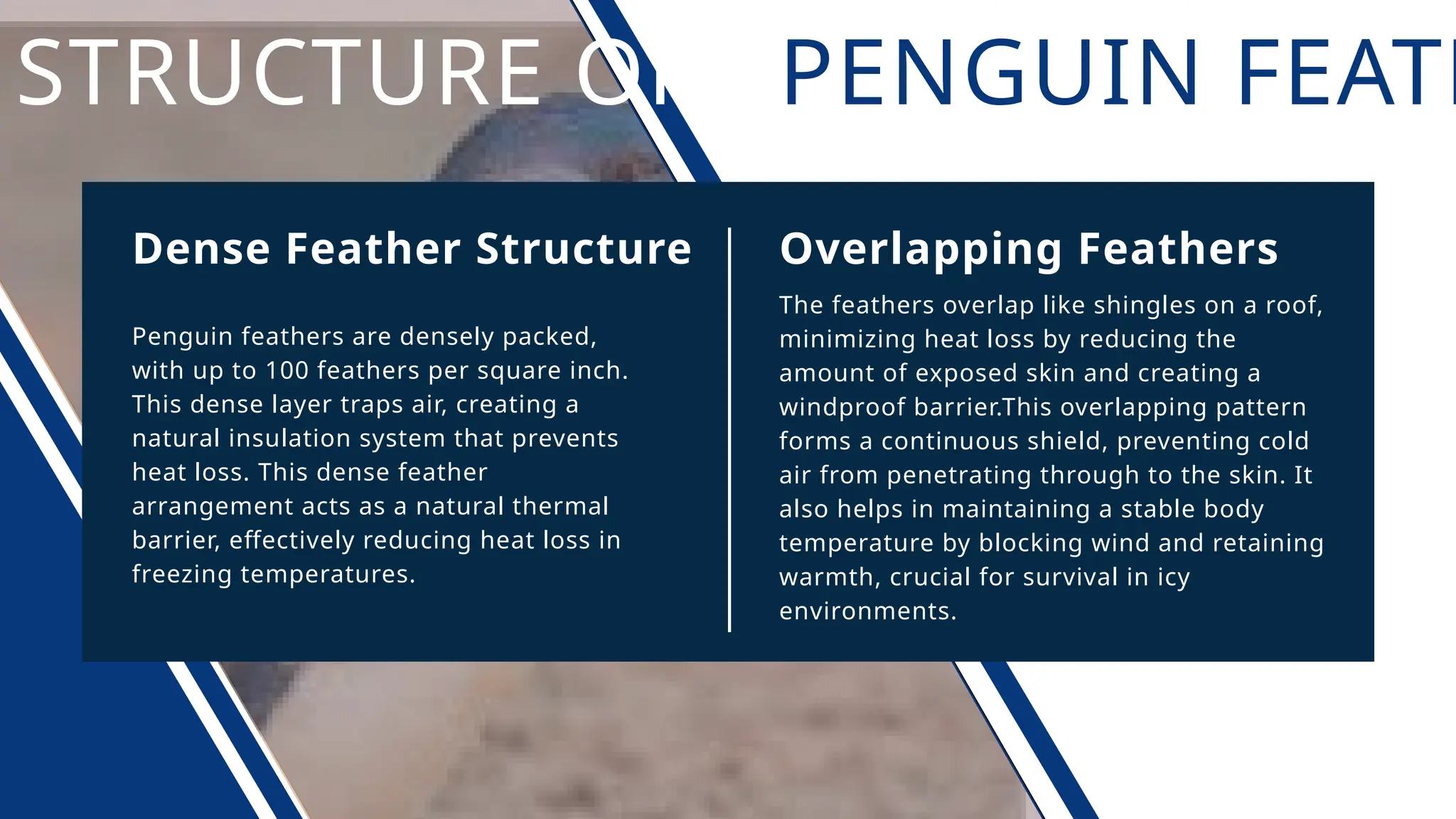 Biomimcry of Penguin Skin in Heat Regulation.pptx