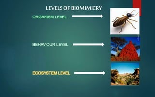 Biomimetric architecture | PPTX