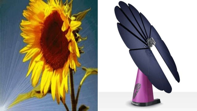 Bio mimic in renewable energy | PPT