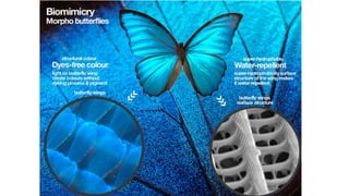 Sustainable Design and Biomimetics | PPT