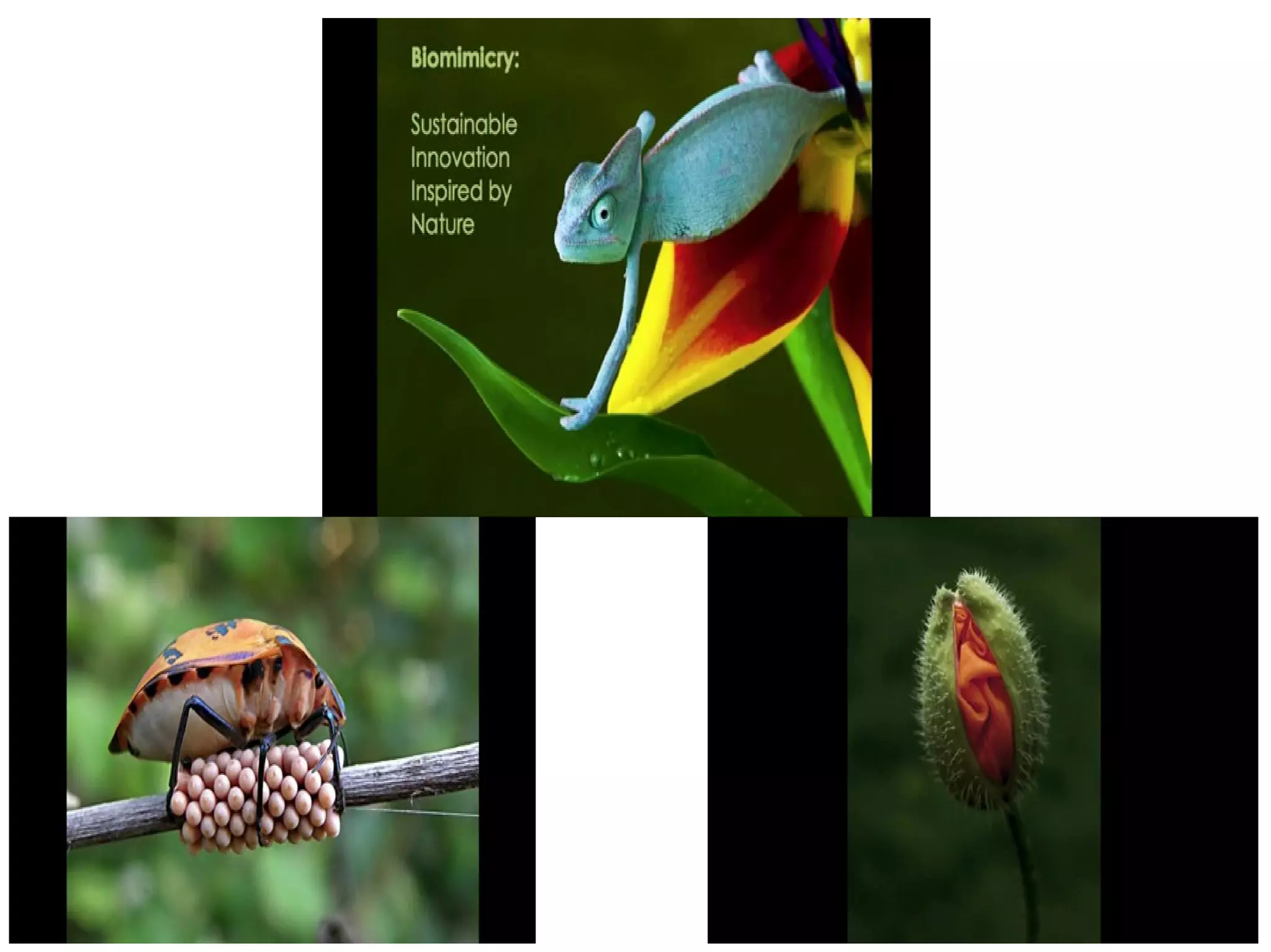 Biomimicry | PPT