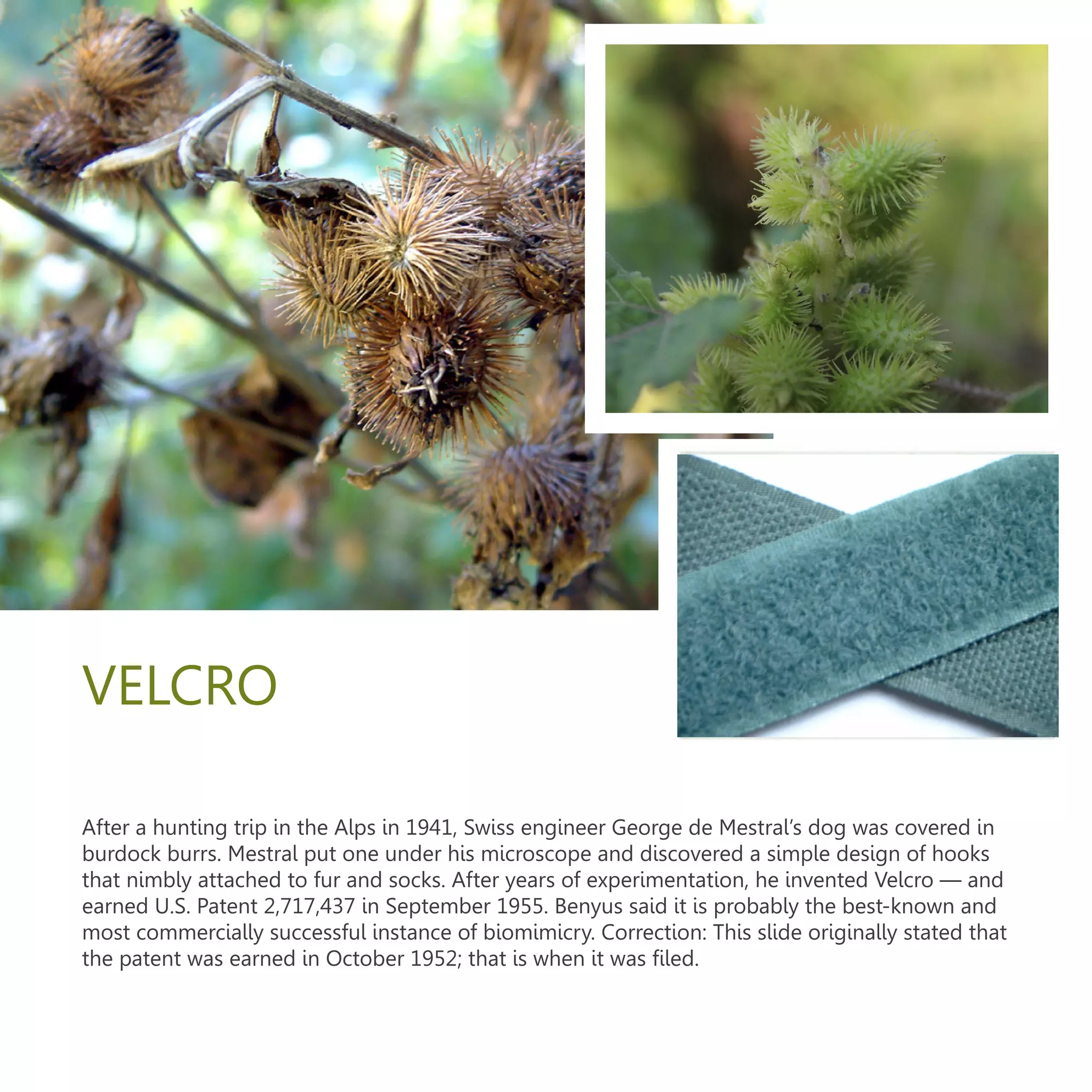 Biomimicry - Nature as Model, Measure, Mentor emphasizes sustainability ...