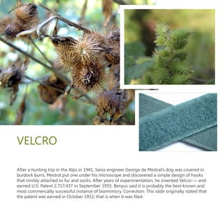 Biomimicry - Nature as Model, Measure, Mentor emphasizes sustainability ...