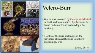 Biomimicry as a tool for sustainable products and processes | PPTX