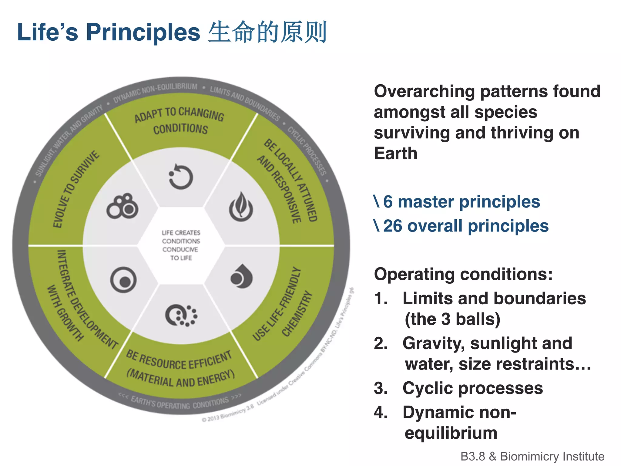 Biomimicry - The Future of Sustainable Innovation | PDF