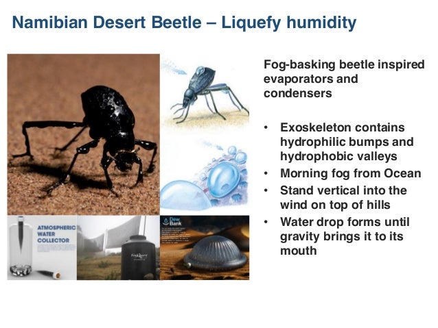 Biomimicry - The Future of Sustainable Innovation