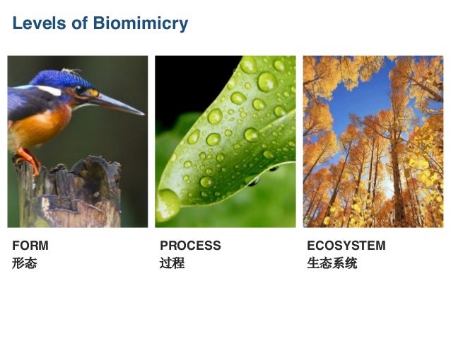 Biomimicry - The Future of Sustainable Innovation