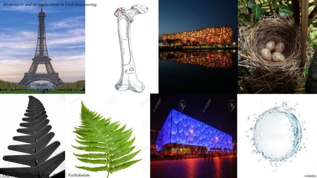Biomimicry and its applications in civil engineering | PPTX