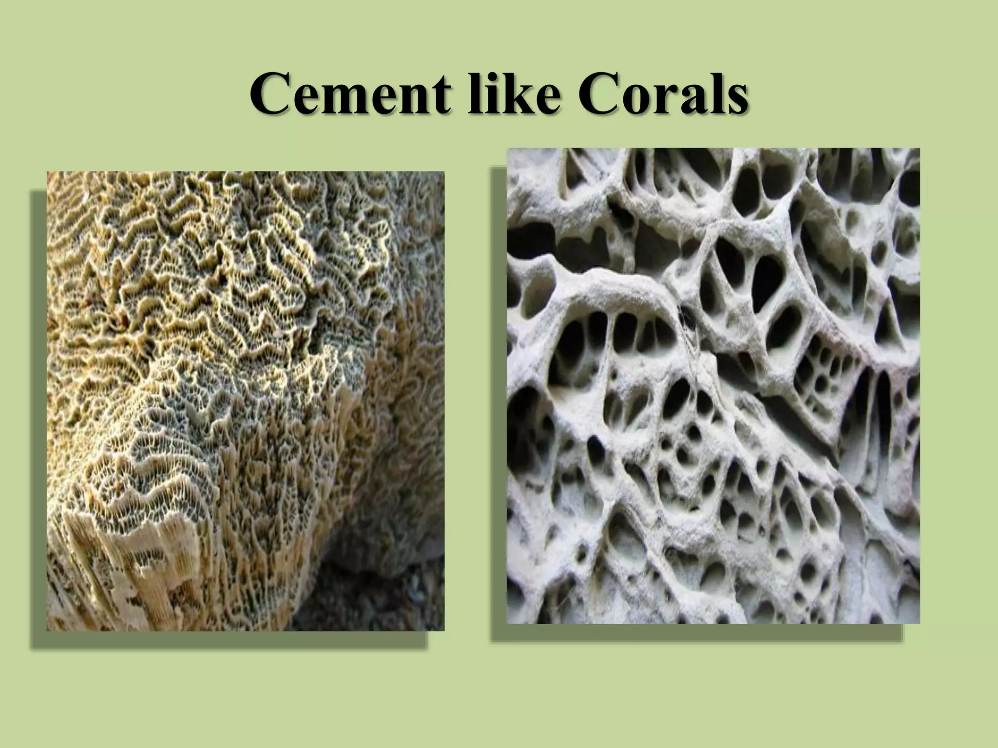 Biomimicry –Applications in Civil Engineering | PPTX