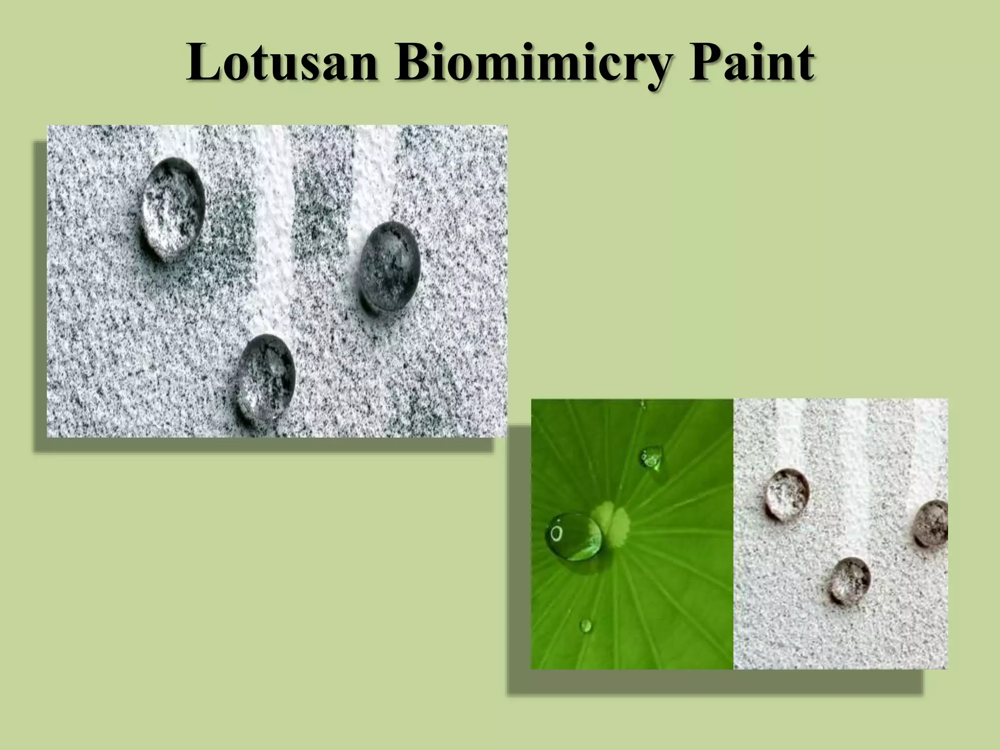 Biomimicry –Applications in Civil Engineering | PPTX