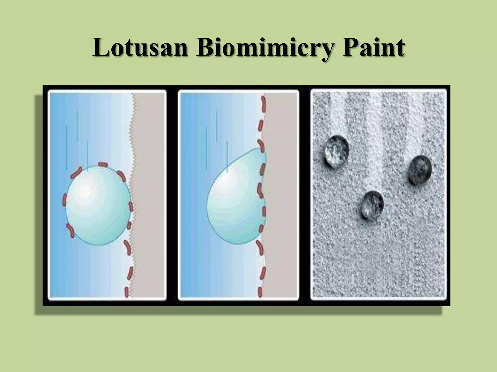 Biomimicry –Applications in Civil Engineering | PPTX