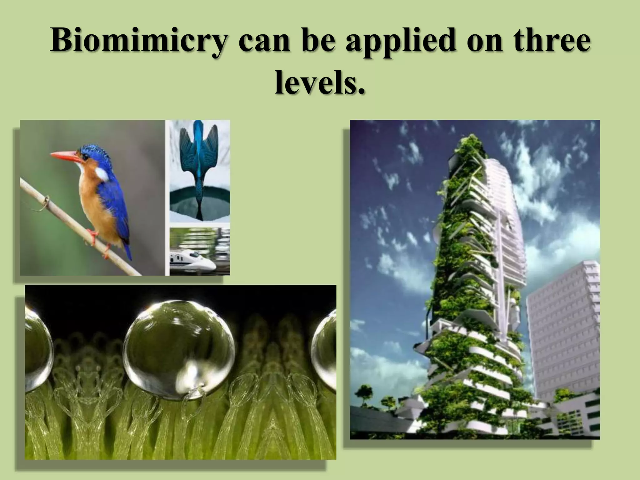 Biomimicry –Applications in Civil Engineering | PPTX