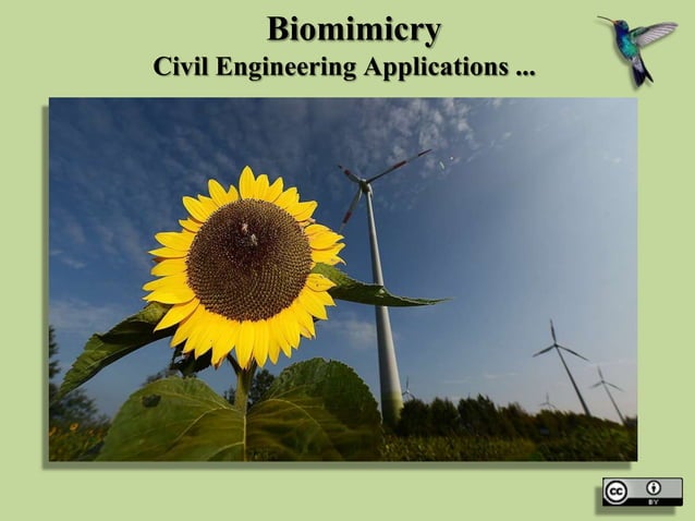 Biomimicry –Applications in Civil Engineering | PPTX | Weather | Science