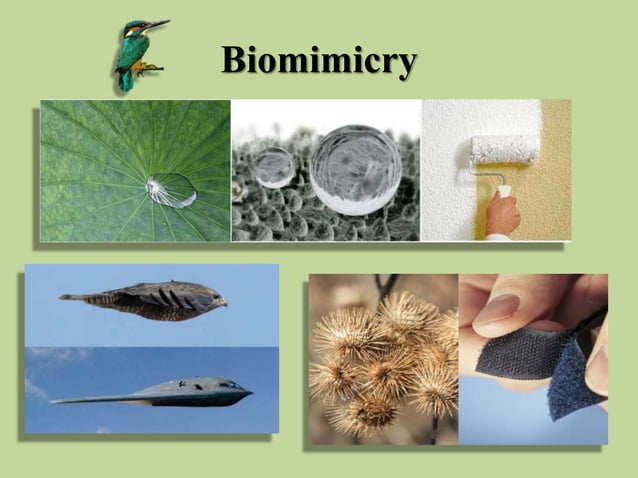 Biomimicry –Applications in Civil Engineering | PPTX | Weather | Science