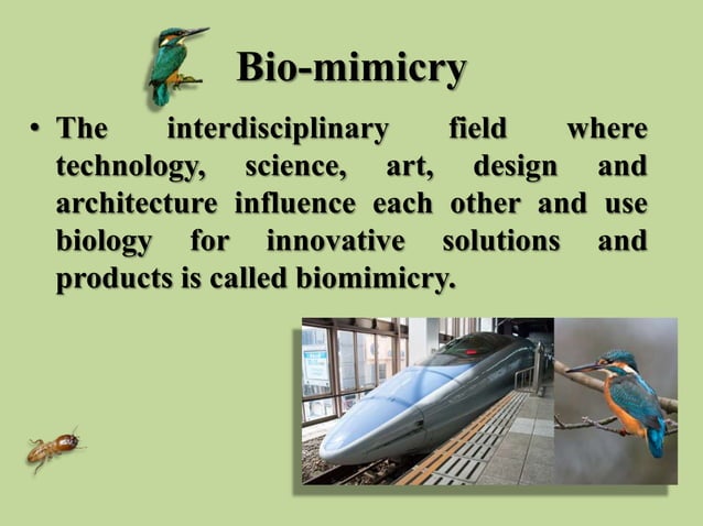 Biomimicry –Applications in Civil Engineering | PPTX | Weather | Science