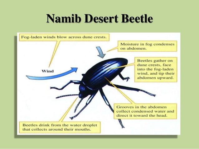 Biomimicry –Applications in Civil Engineering