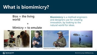 Biomimicry_Bitesized_Lesson-1_Slides.pptx