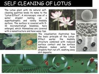 Biomimicry case study | PPTX
