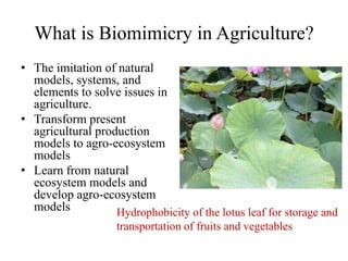 Biomimicry in agriculture: Nature-Inspired Solutions for a Greener ...