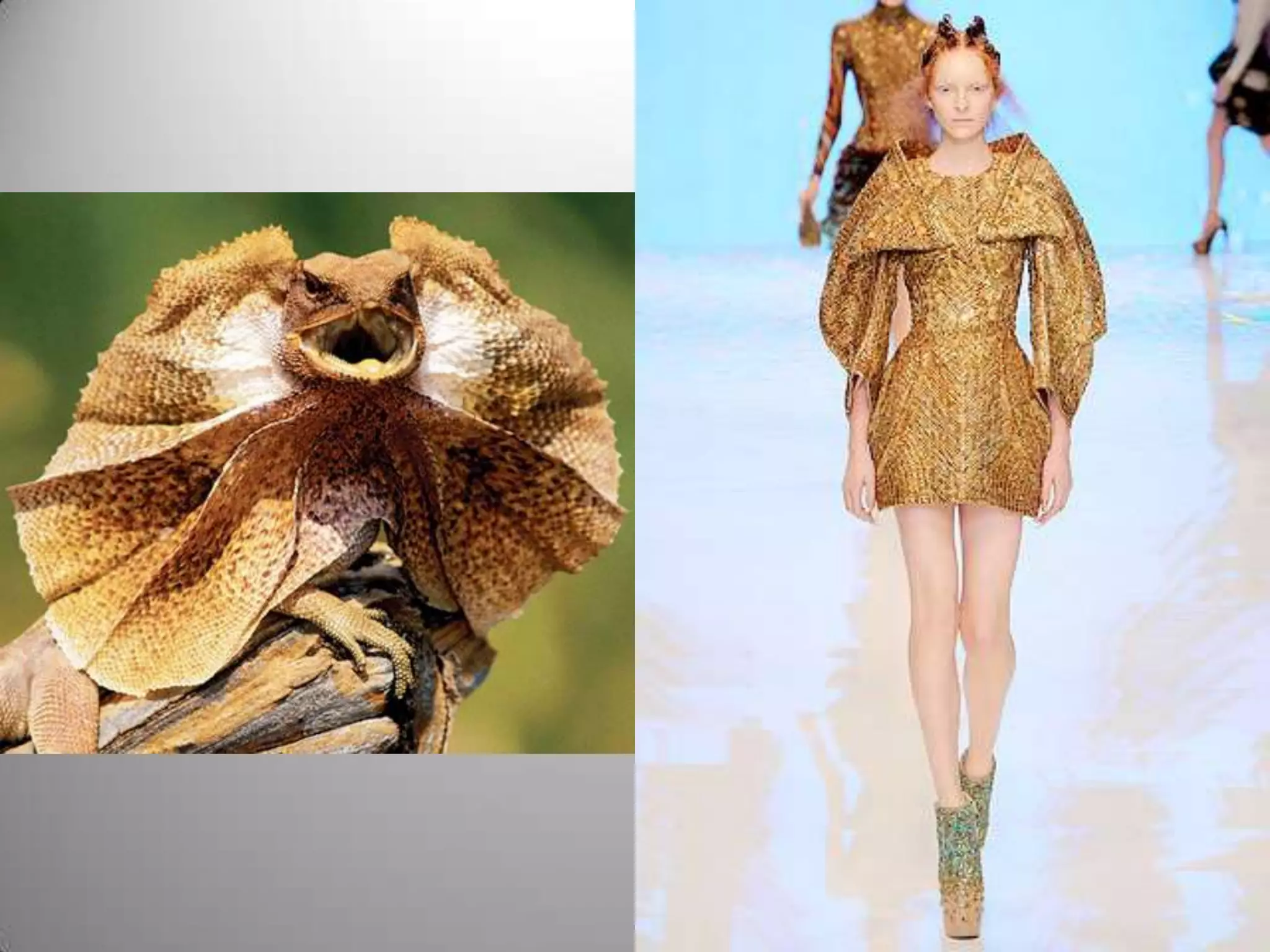 Biomimicry in fashion | PPTX