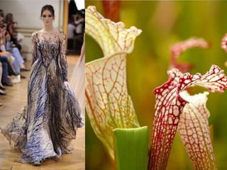 Biomimicry in fashion | PPTX