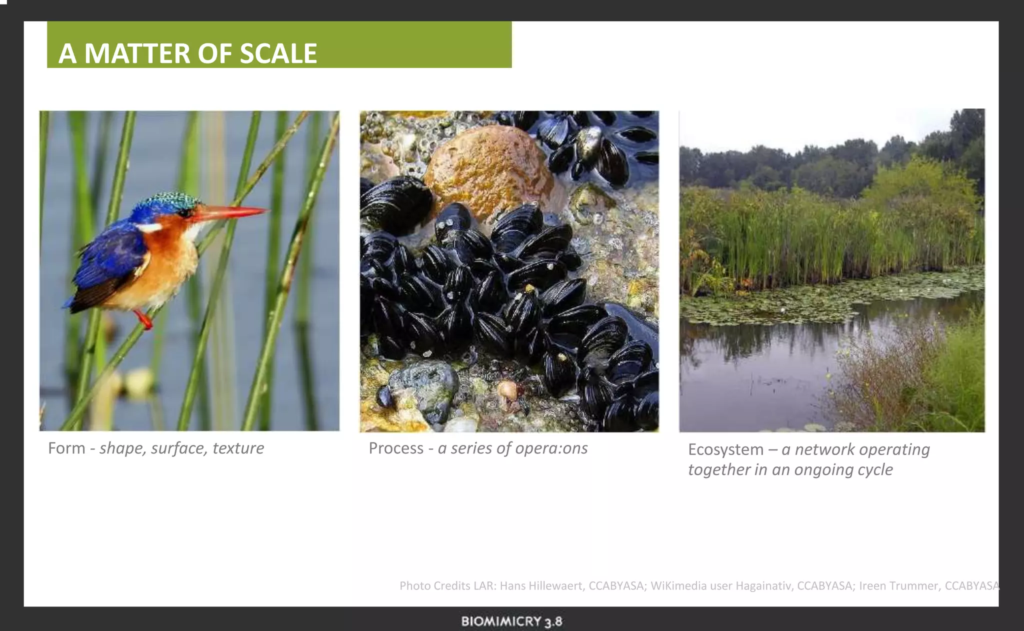 Biomimicry introduction | PPTX