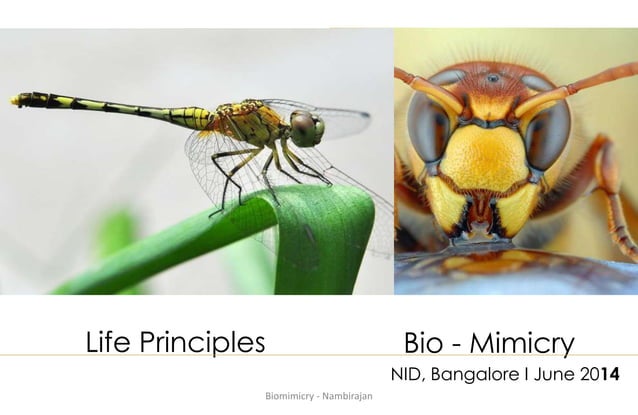 Biomimicry life principle examples | PPT