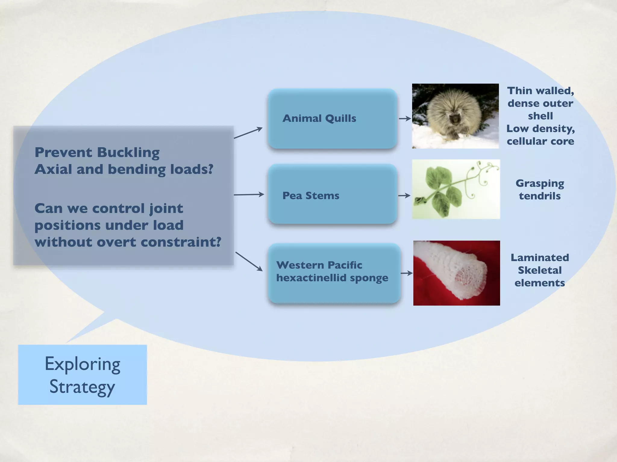 Biomimicry orthotics ispo 2010 | KEY