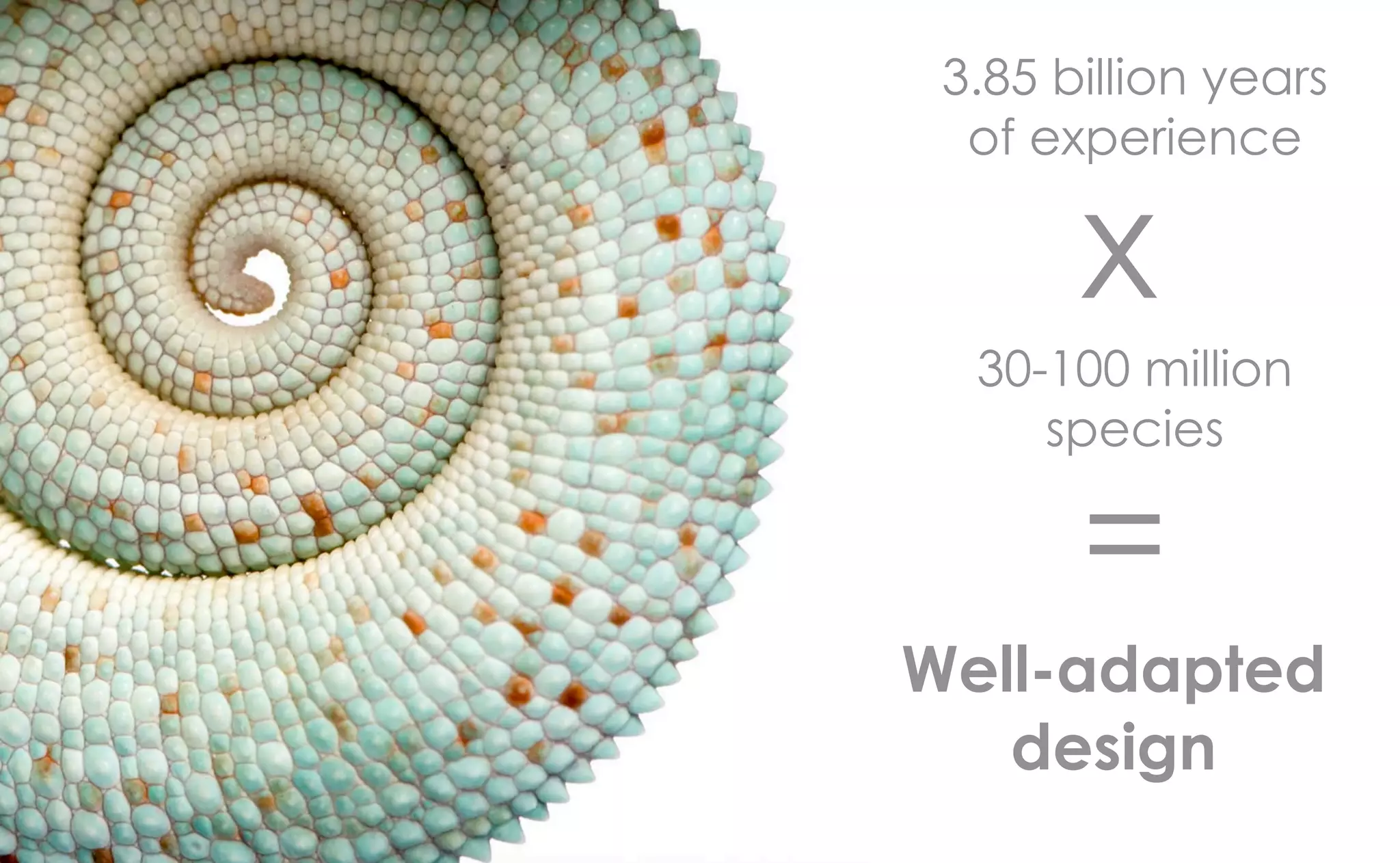 Biomimicry | PDF