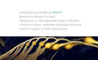 Biomimicry | PDF