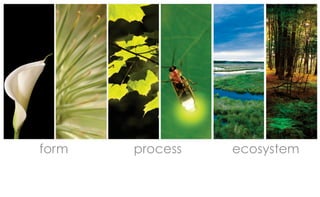 Biomimicry | PDF