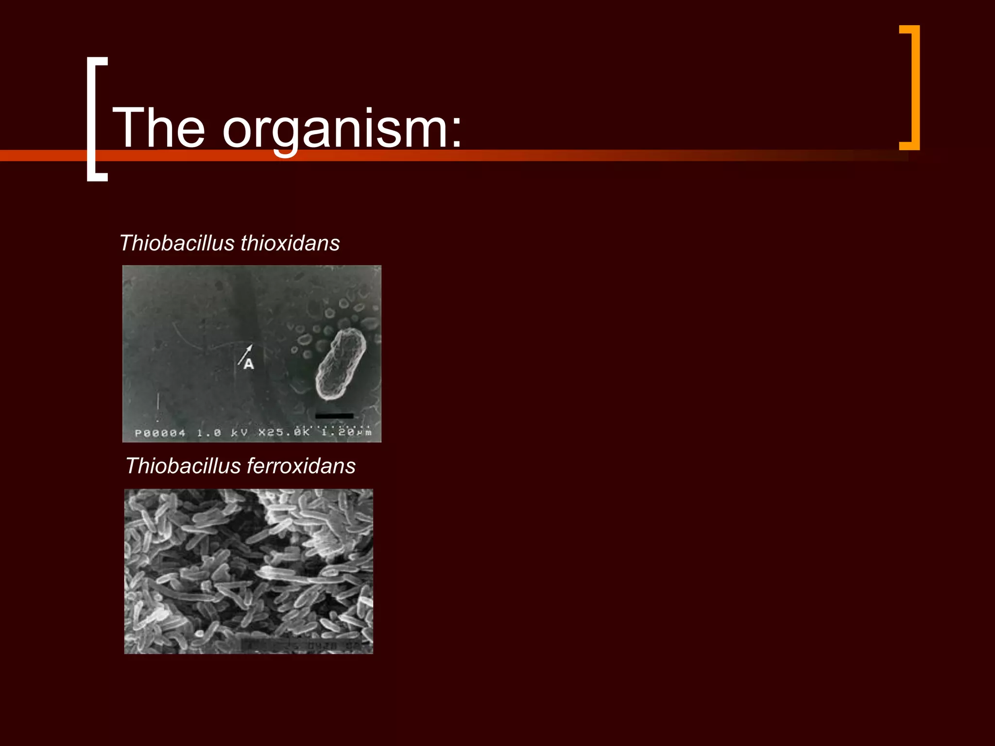 Biomining /bioleaching | PDF | Geology | Science
