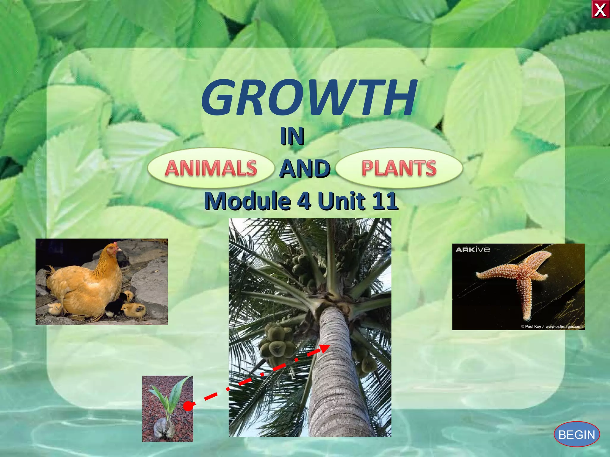 Biology M4 Growth in plants and animals | PPT