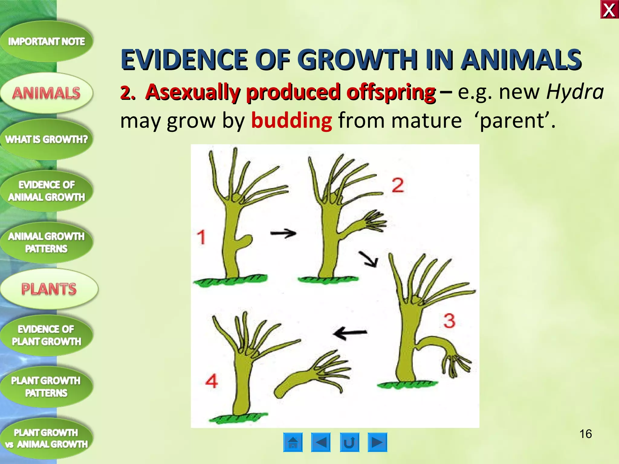 Biology M4 Growth in plants and animals | PPT