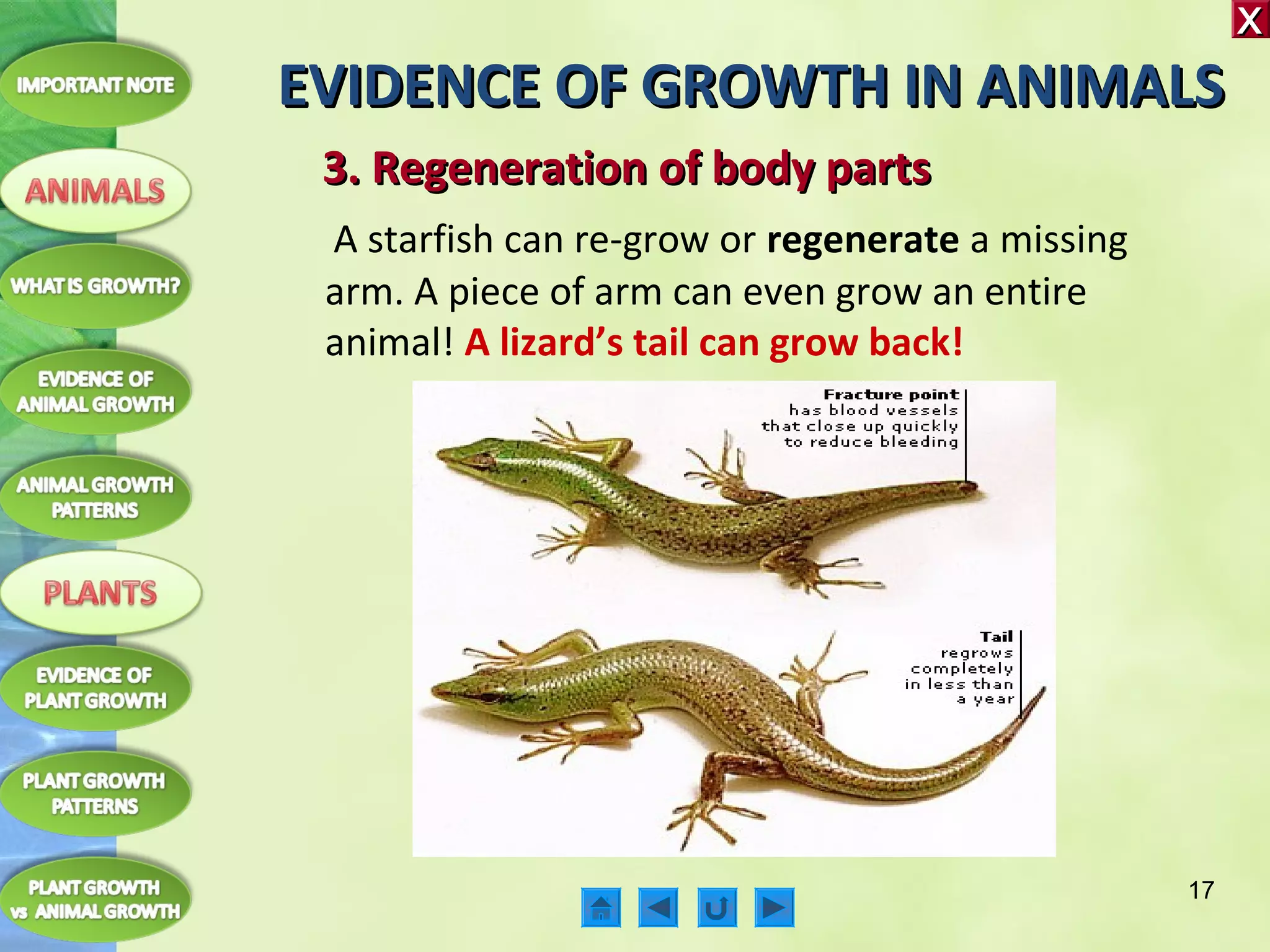 Biology M4 Growth in plants and animals | PPT