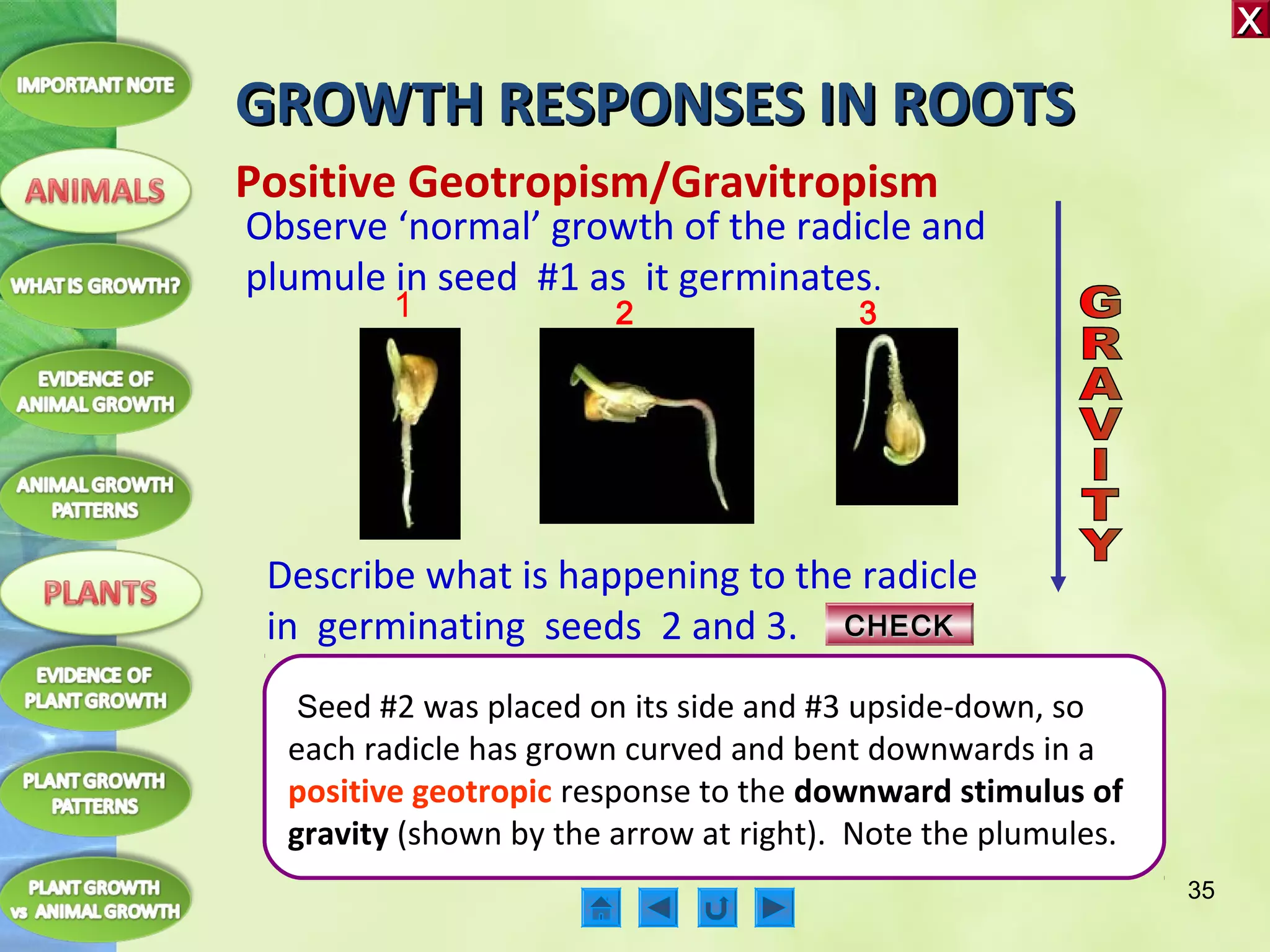 Biology M4 Growth in plants and animals | PPT