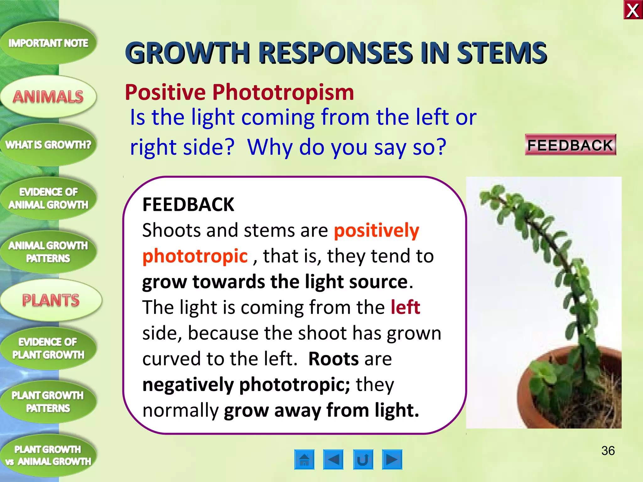Biology M4 Growth in plants and animals | PPT